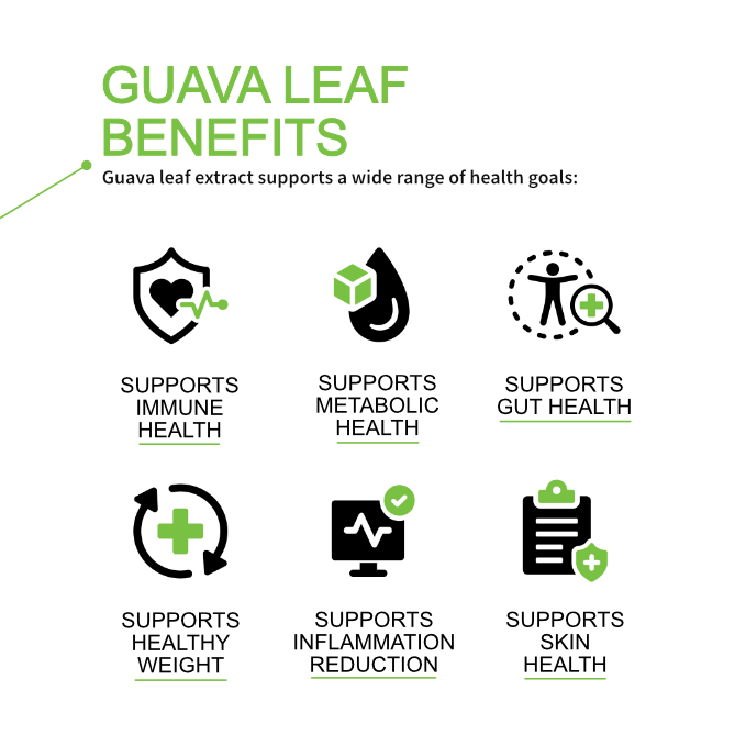 Daily Routine Guava Leaf+ | Guava Leaf Extract Supplement for Metabolic ...
